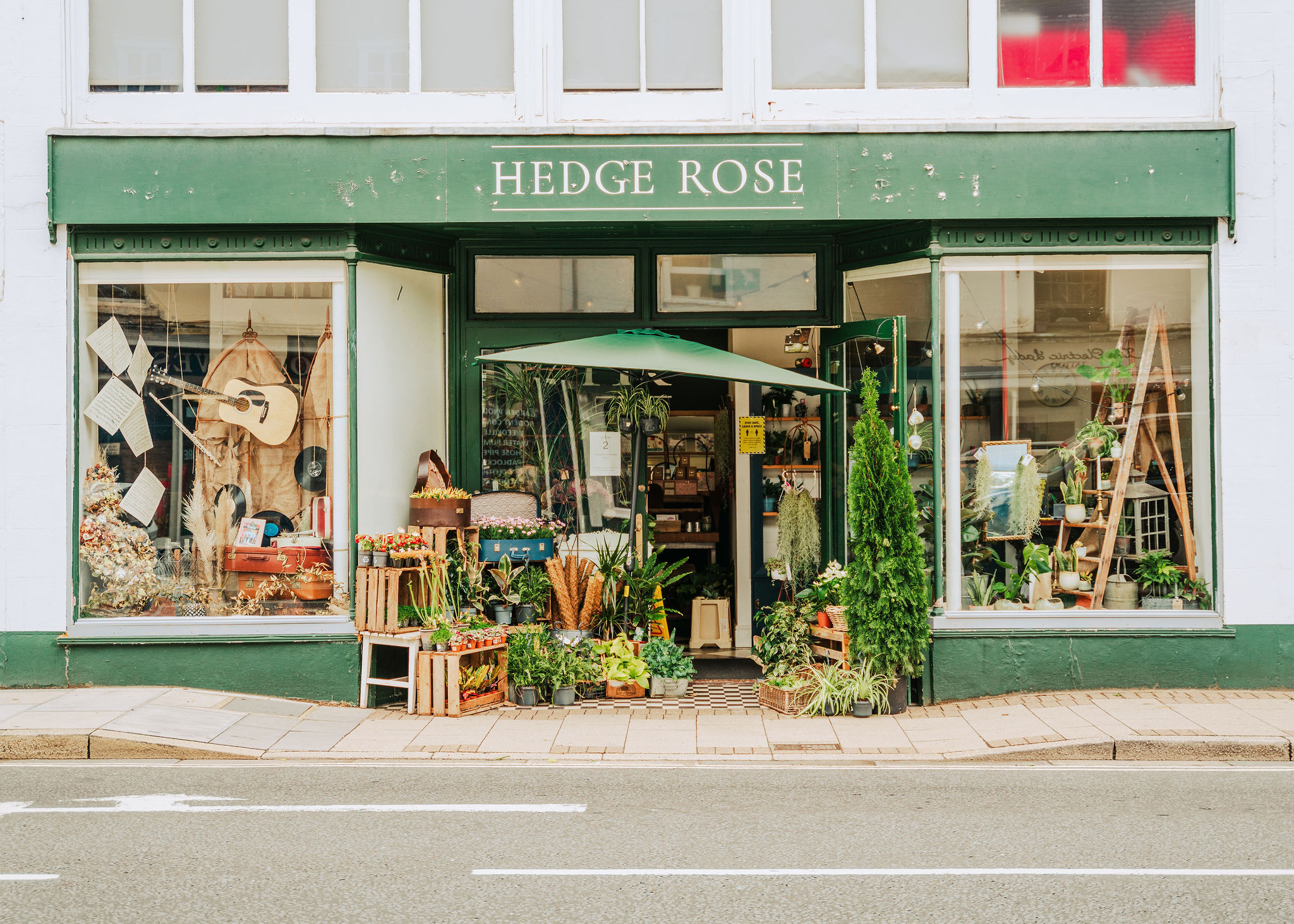 Chichester BID Hedge Rose - Chichester BID